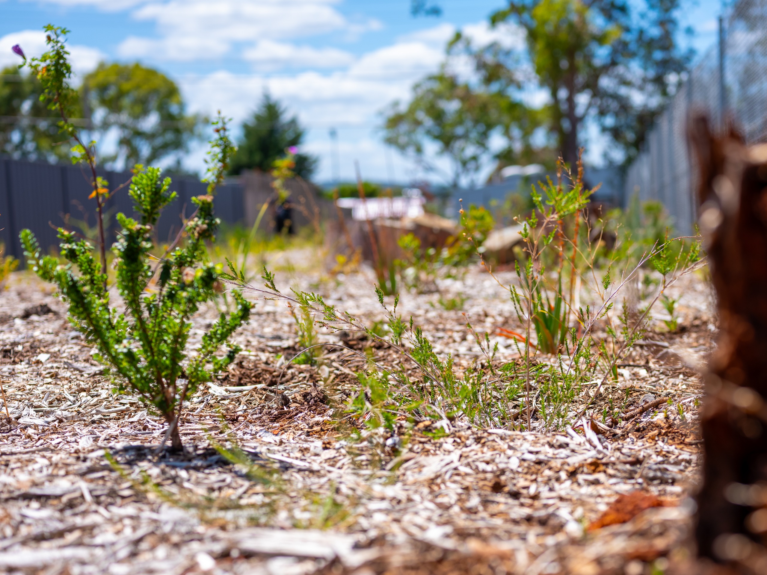 Dianella Microforest | Engage With SMCT